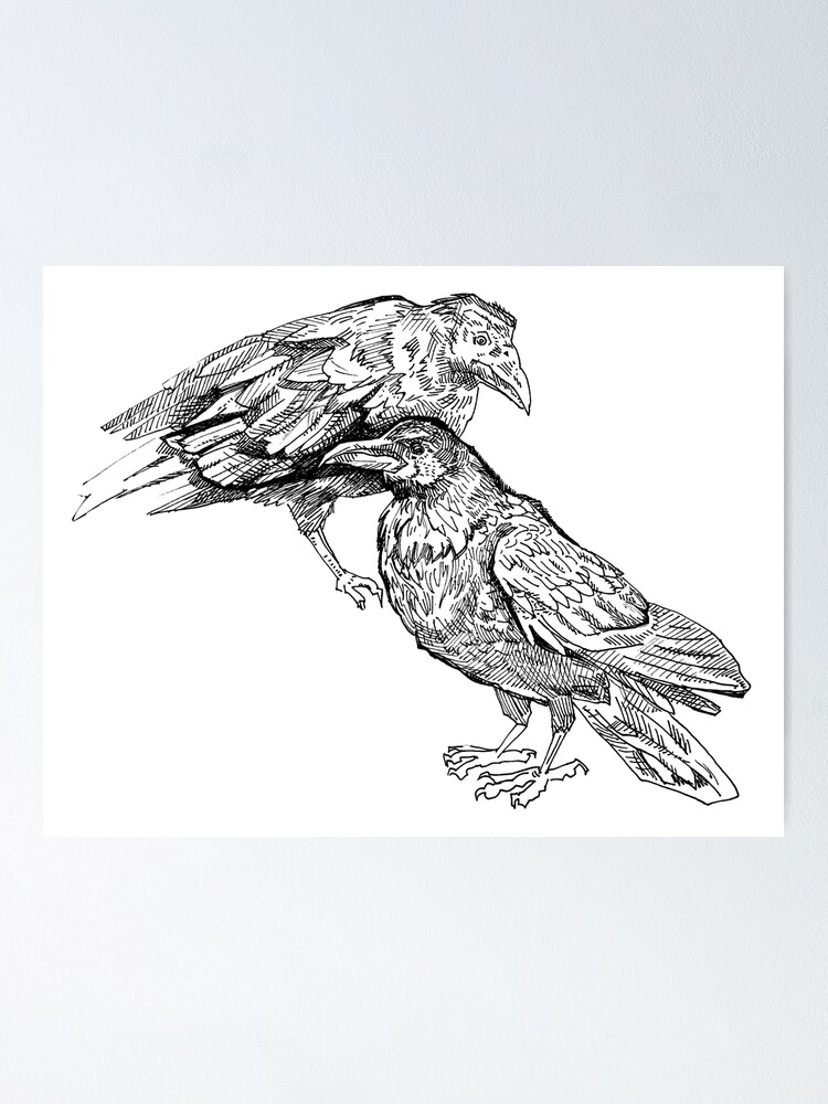 "White crow cartoon raven line art doodle drawing of aggressive black ...
