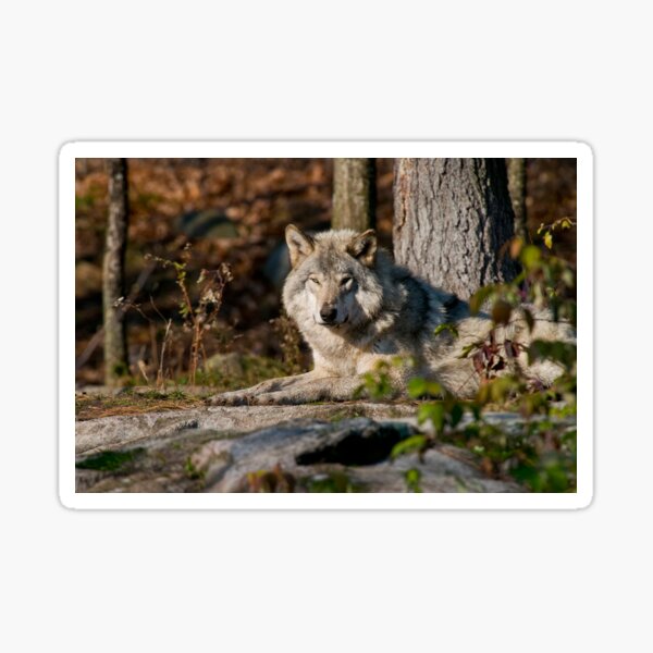 "Timber Wolf" Sticker for Sale by jaydee1400 | Redbubble