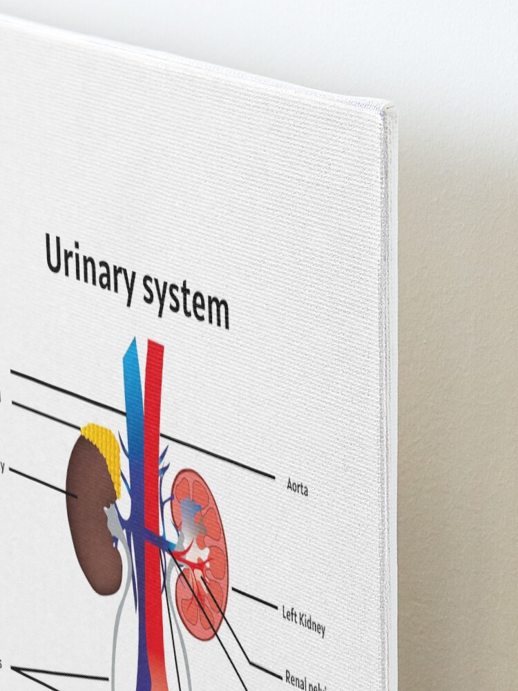 "Urinary system poster | educational poster for medical science ...