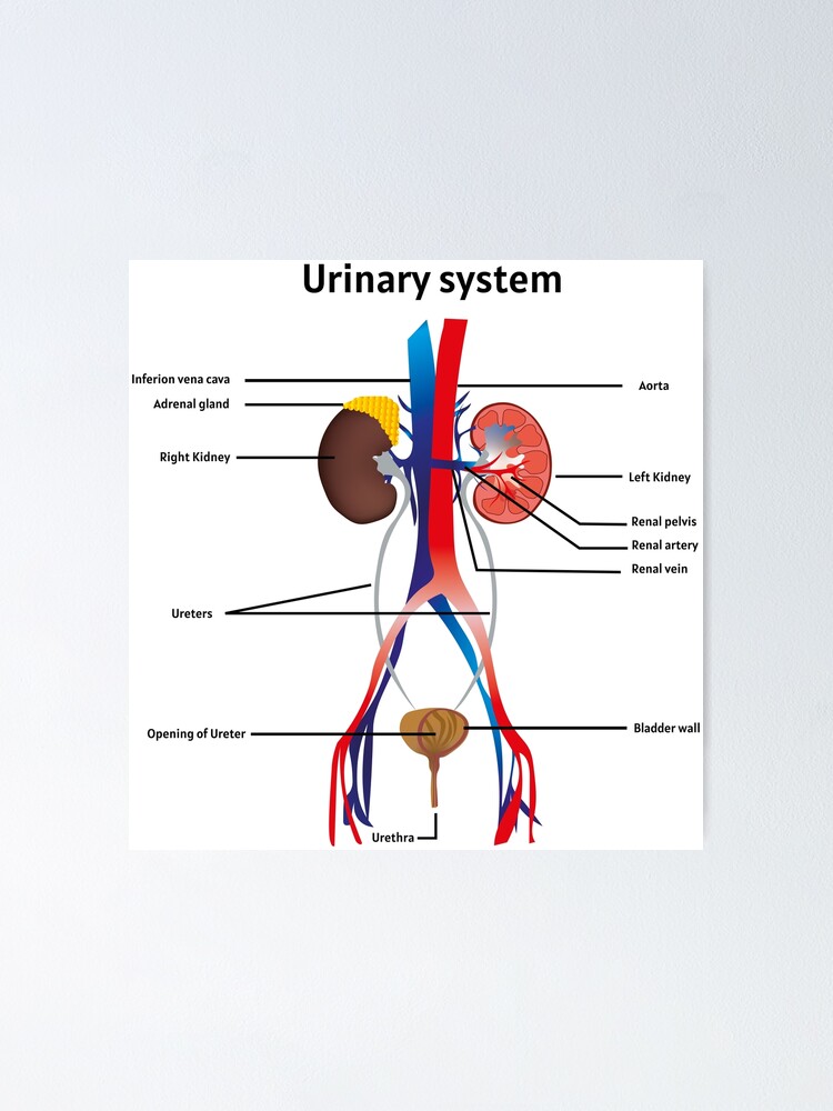 "Urinary system poster | educational poster for medical science ...