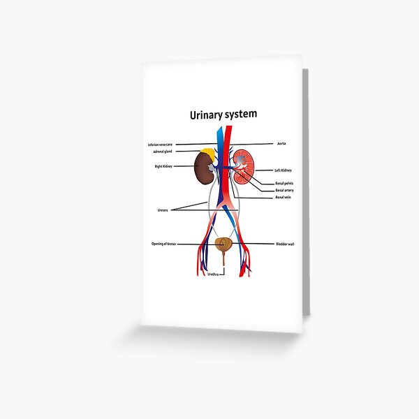 "Urinary system poster | educational poster for medical science ...