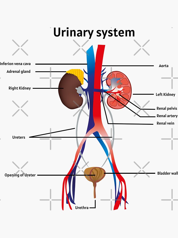 "Urinary system poster | educational poster for medical science ...