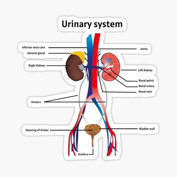"Urinary system poster | educational poster for medical science ...