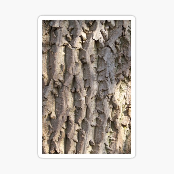 "Walnut tree bark pattern" Sticker for Sale by Treemonk | Redbubble