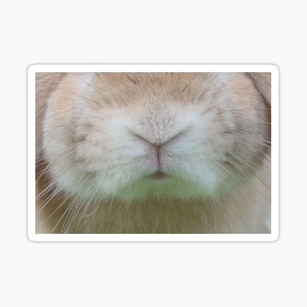 "cute bunny face realistic mask" Sticker by Ashi17 | Redbubble
