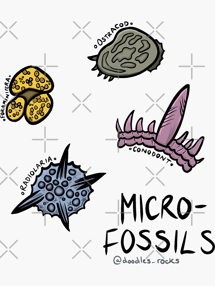 "Microfossils" Sticker by RockADoodles | Redbubble