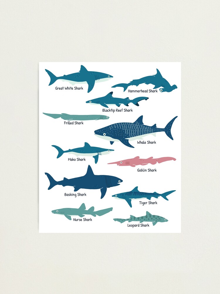 fish teeth types chart