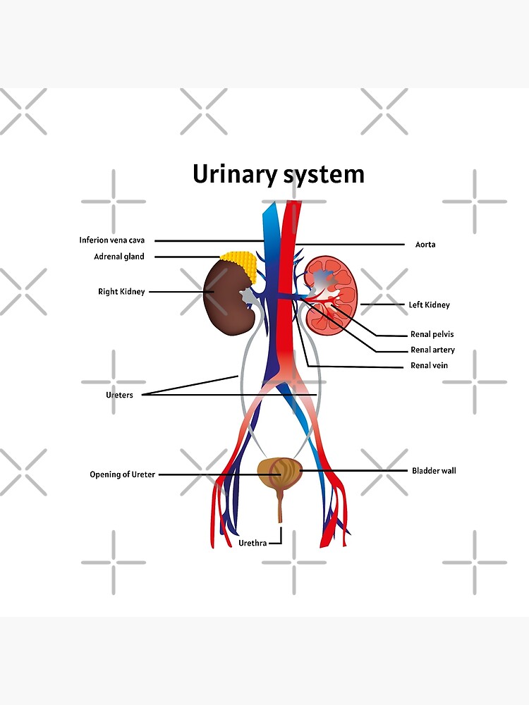 "Urinary system poster | educational poster for medical science " Art ...