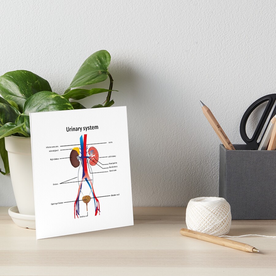 "Urinary system poster | educational poster for medical science " Art ...
