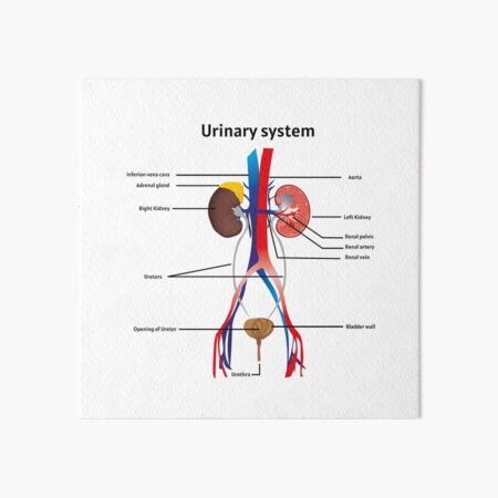 "Urinary system poster | educational poster for medical science " Art ...