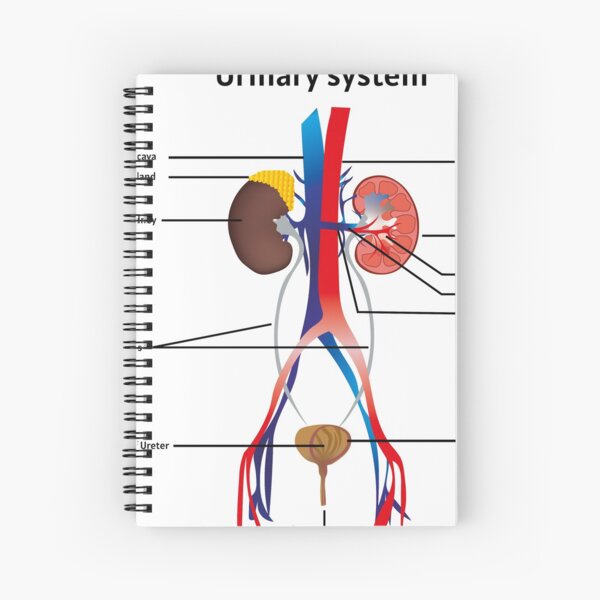 "Urinary system poster | educational poster for medical science ...