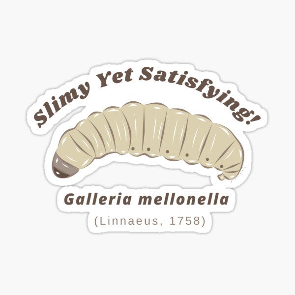"Galleria mellonella" Sticker for Sale by Kalli-Horn | Redbubble