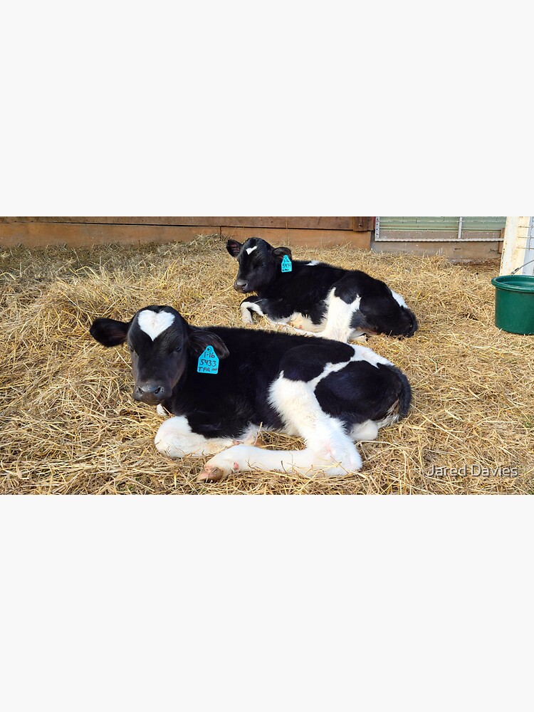 "Two 5 Weeks Old Holstein Heifer Bottle Calves" Sticker for Sale by ...