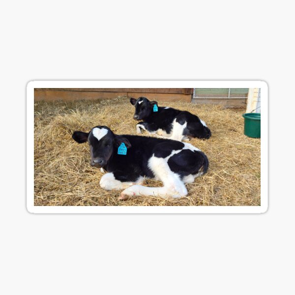 "Two 5 Weeks Old Holstein Heifer Bottle Calves" Sticker for Sale by ...