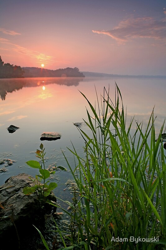 "Reeds in the Calm" by Adam Bykowski | Redbubble