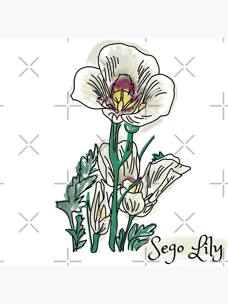 "Sego Lily" Art Print by unhingedheather | Redbubble
