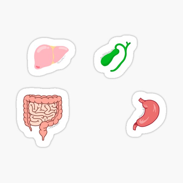 "Digestive system sticker set" Sticker for Sale by abrideatley | Redbubble