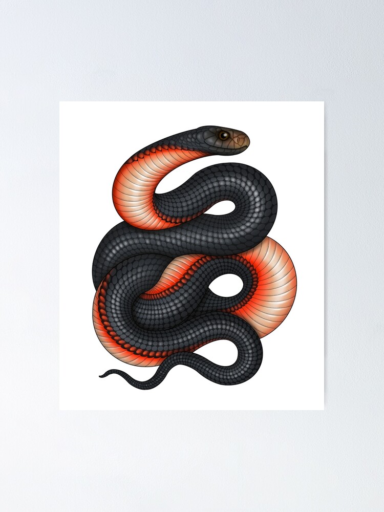 "Red-bellied Black Snake" Poster for Sale by miss-varanus | Redbubble