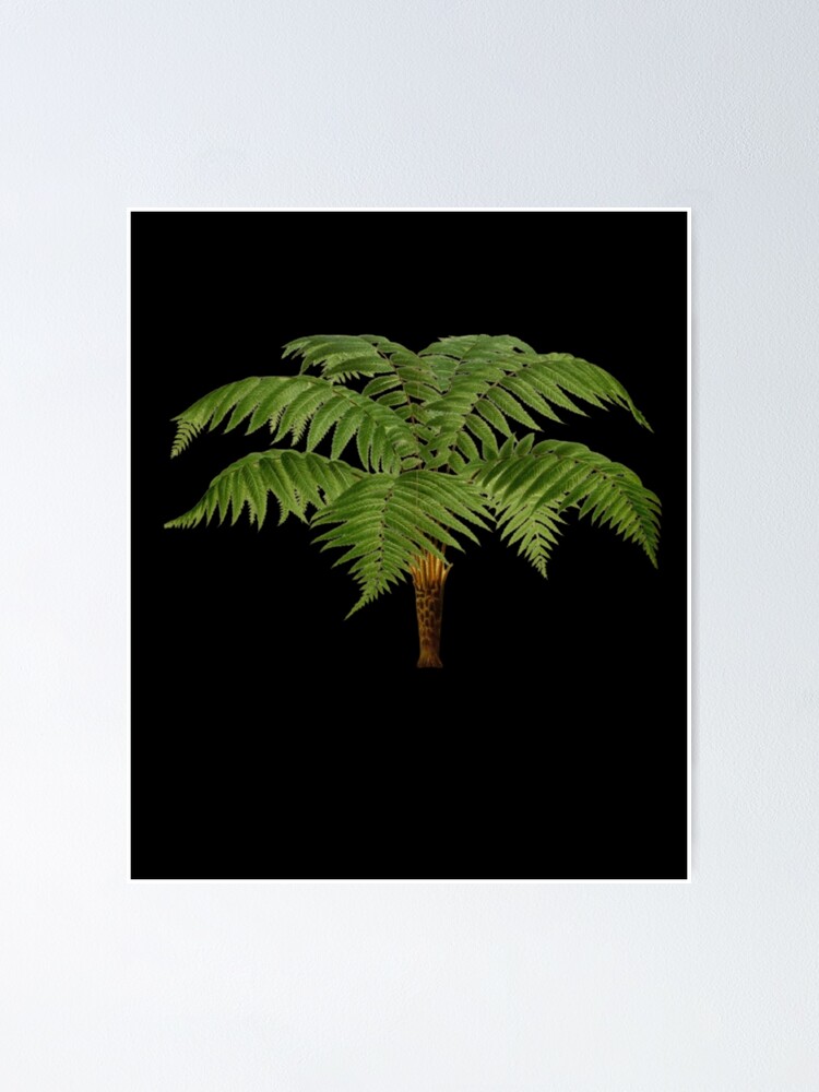 "Fern Tree Botanical Illustration" Poster for Sale by MyFreshPrints ...