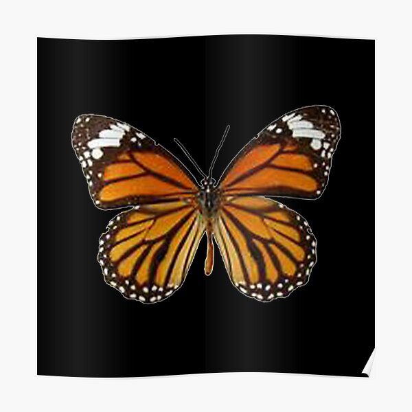 "Beautiful Monarch BUTTERFLY" Poster for Sale by Applepies4u | Redbubble