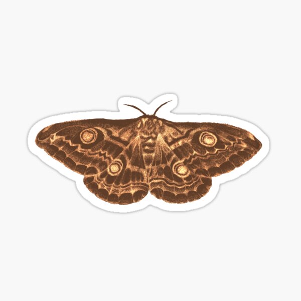 "Bright Realistic Moth [Brown]" Sticker for Sale by Kewy | Redbubble
