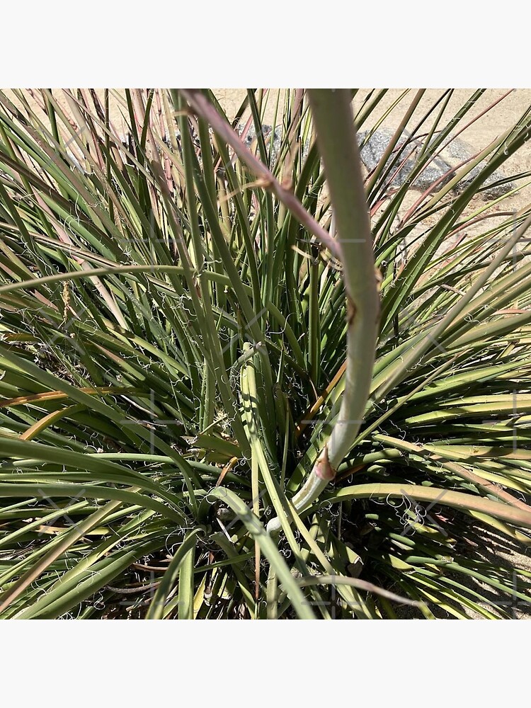 Lámina fotográfica «En el corazón de la planta de yuca india» de ...