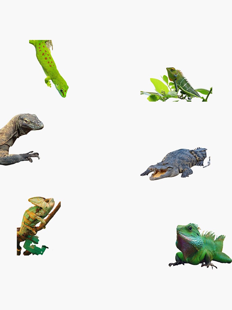 "Reptile Stickers" Sticker by Bosgecko | Redbubble