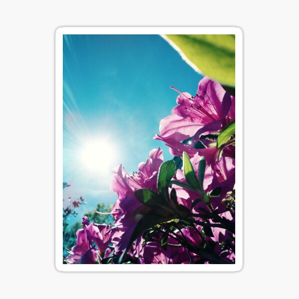 "Spring blooming Pink Formosa Azalea bush " Sticker by Jennykies ...