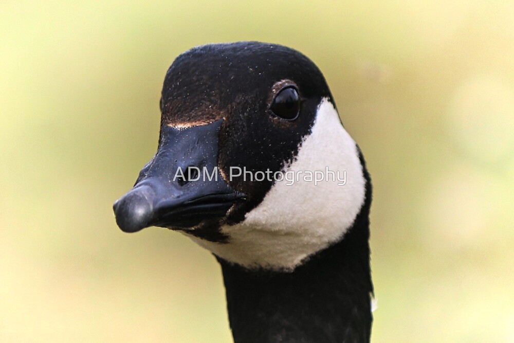 "Goose Profile" by ADM Photography | Redbubble