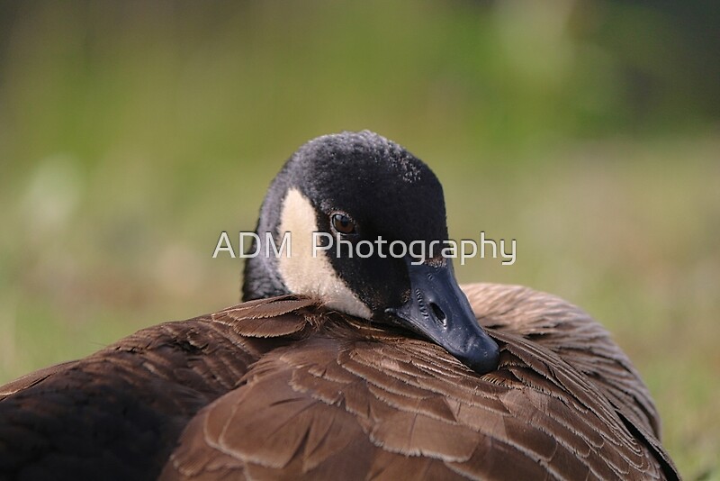 "Goose Resting" by ADM Photography | Redbubble