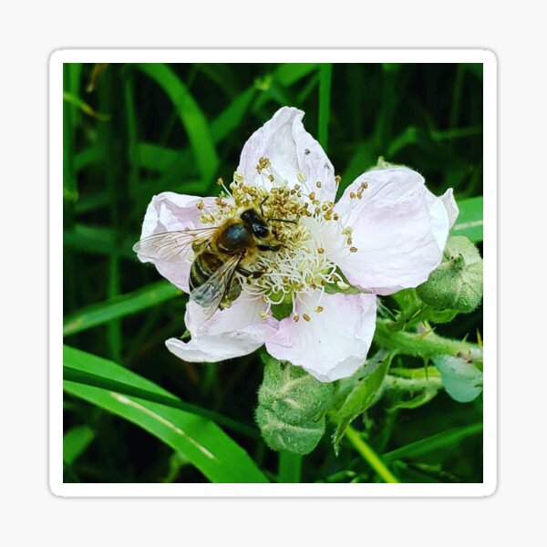 "Pollination " Sticker for Sale by Max-Wolf | Redbubble
