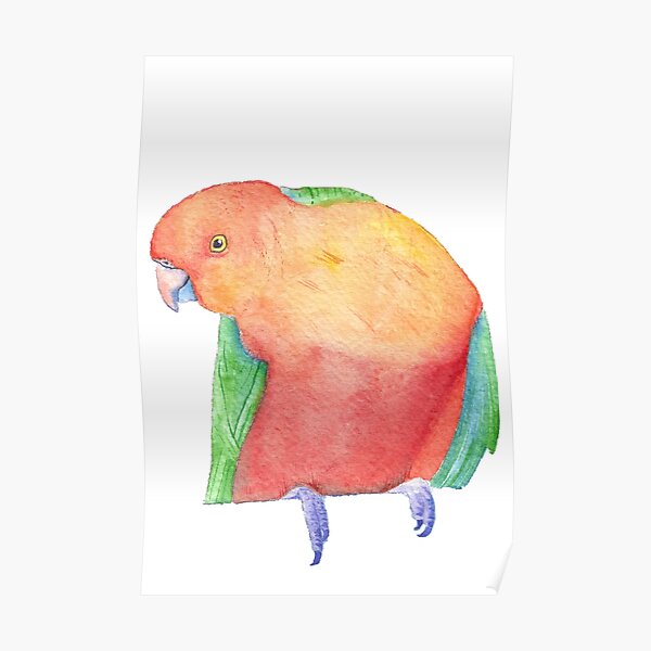"Watercolor Australian King Parrot painting" Poster for Sale by ...