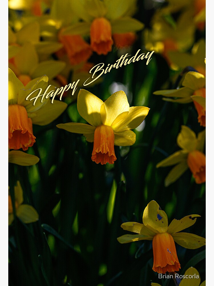 "Happy Birthday Greeting Card of some daffodils" Sticker by ...