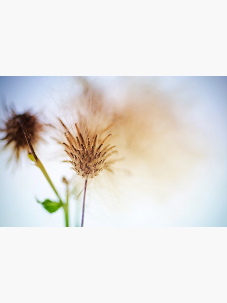"Thistle puff" Poster by Efineart | Redbubble