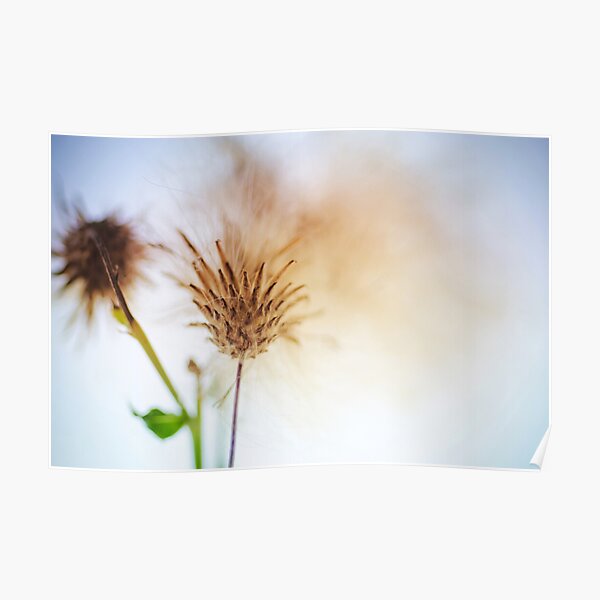 "Thistle puff" Poster by Efineart | Redbubble