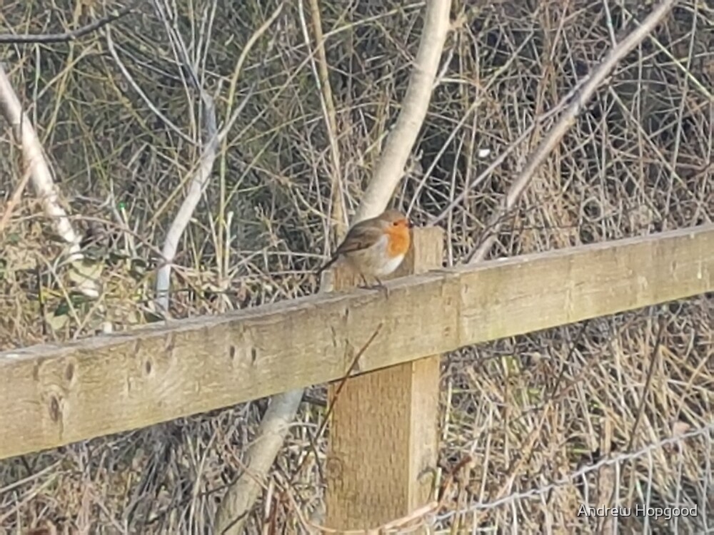"Robin sitting on a fence." by Andrew Hopgood | Redbubble