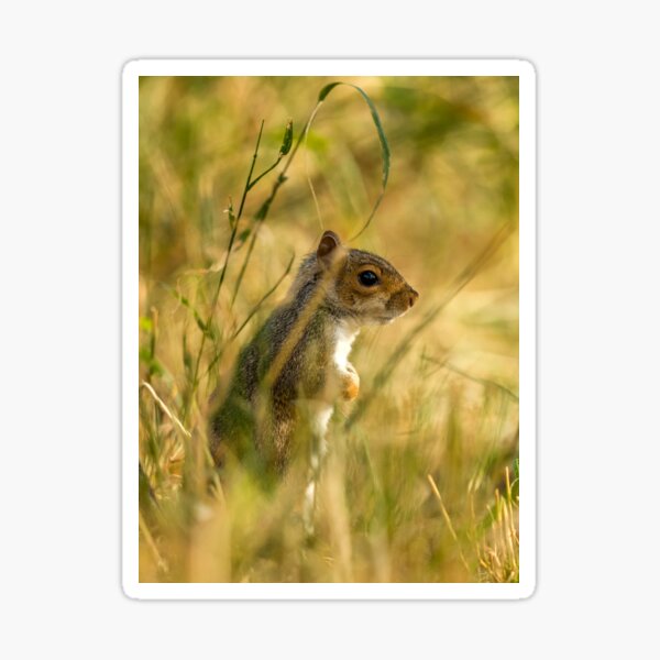 "Secret Squirrel" Sticker by AliusImago | Redbubble