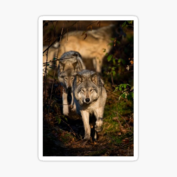 "Timber Wolf" Sticker for Sale by jaydee1400 | Redbubble