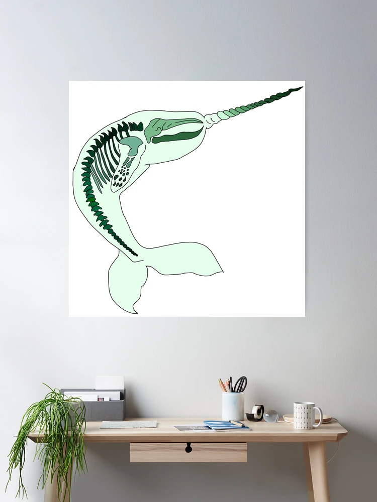 Narwhal Skeleton Diagram
