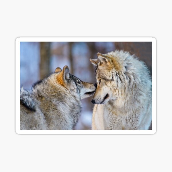"Timber Wolves" Sticker by jaydee1400 | Redbubble