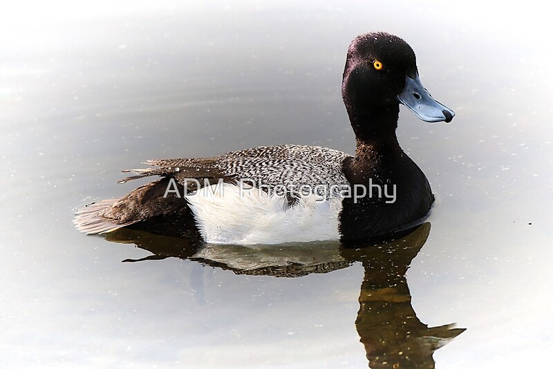 "Scaup Duck Swimming" by ADM Photography | Redbubble