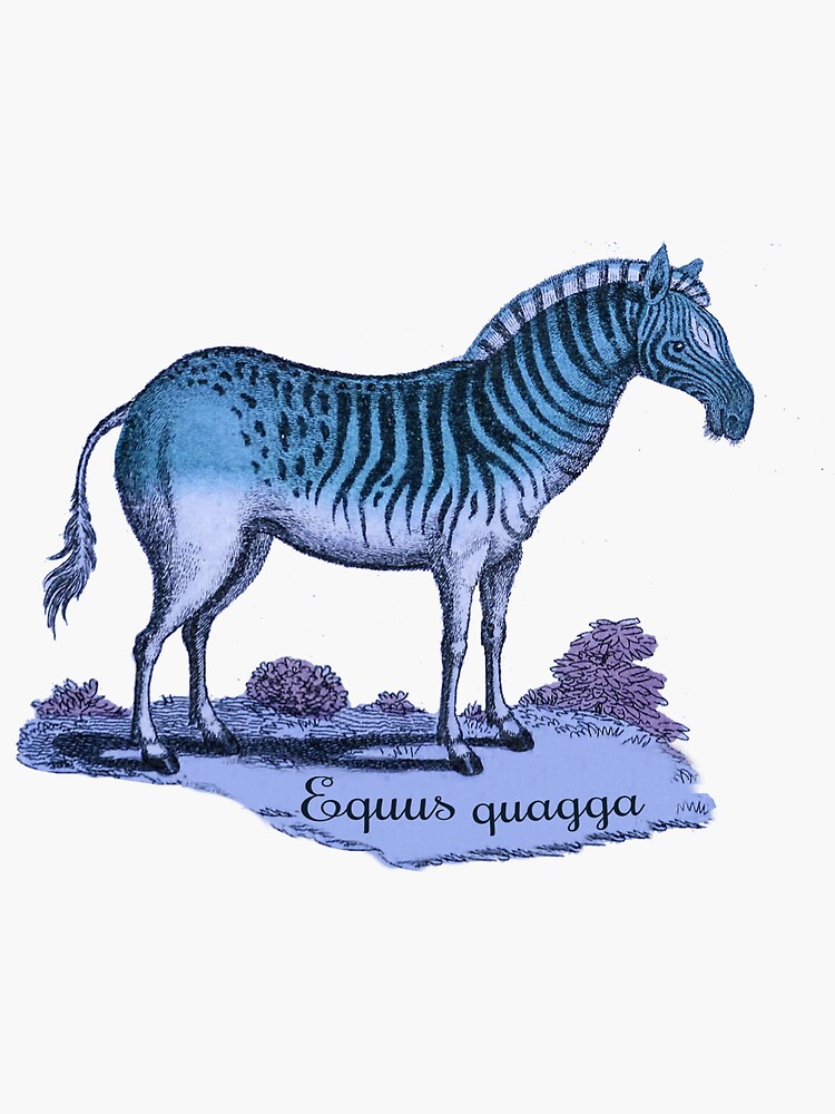 "Zebra Vintage Design - Equus quagga" Sticker for Sale by ...