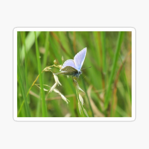 "Blue Butterfly " Sticker for Sale by WildlifeWombles | Redbubble