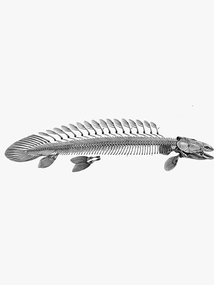 "Polypterus bichir" Sticker for Sale by ArtAficionados | Redbubble