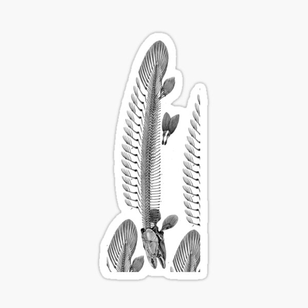 "Polypterus bichir" Sticker for Sale by ArtAficionados | Redbubble