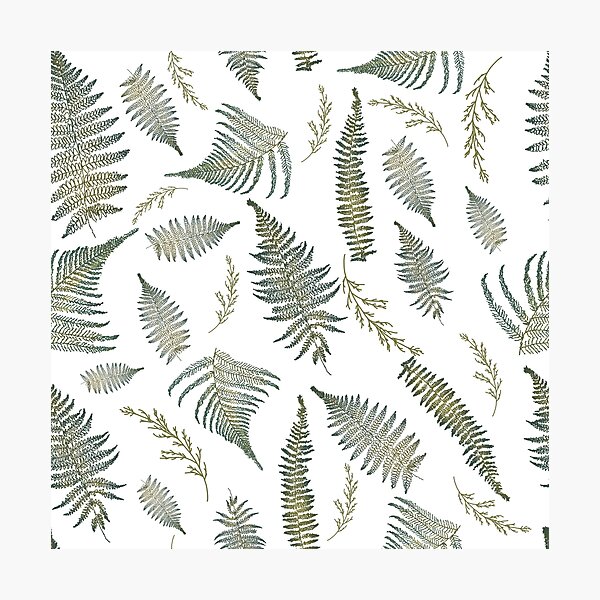 "Botanical Art | Botanical Forest Ferns Pattern 1.0" Photographic Print ...