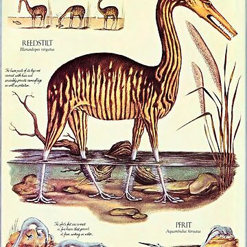 "After Man: A Zoology of the Future " Poster for Sale by GF Designs ...