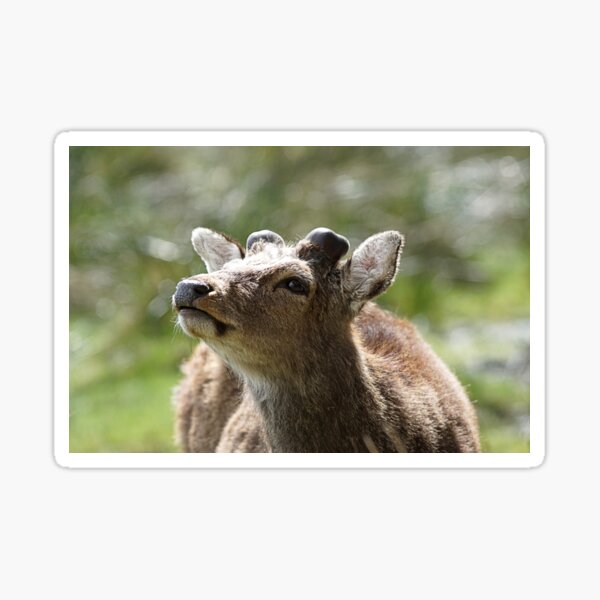 "Sika Deer" Sticker for Sale by MendipBlue | Redbubble