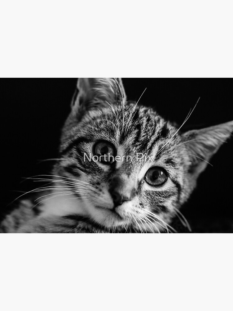 "Archie The Cat" Sticker by mijola | Redbubble