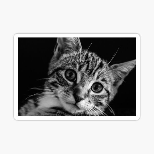 "Archie The Cat" Sticker by mijola | Redbubble